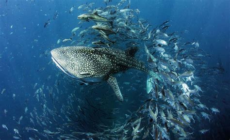 [100 ] Whale Shark Wallpapers