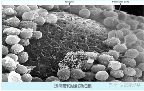 第八章 生殖系统 知乎