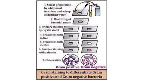 Microscopic Examination Of Bacteria Pptx