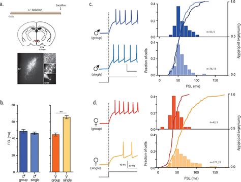 Sexually Dimorphic Neuronal Responses To Social Isolation Elife