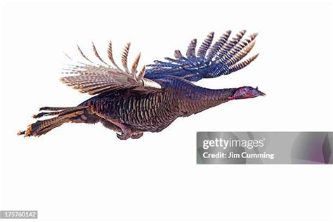 Flying Turkeys Photos And Premium High Res Pictures Getty Images