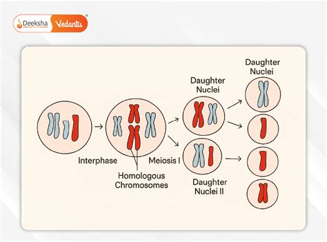 A Deep Dive Into Cell Division Mitosis Meiosis And Why It Matters