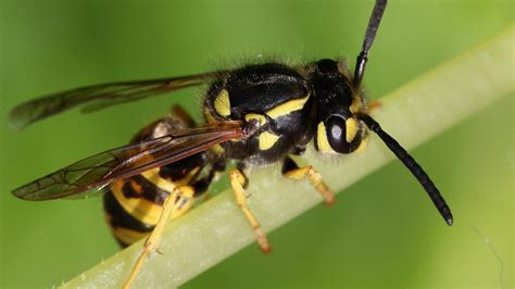 Yellow Jacket Insect