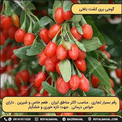 گالری عکس تصاویر نهال بری ها بلوبری نهالستان نهالستان رویال نهال