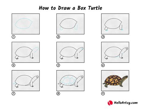 How To Draw A Box Turtle Helloartsy