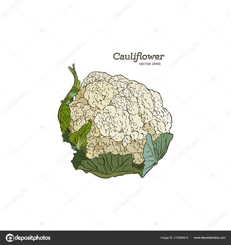 Cauliflower Sketch