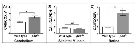 Mitochondrial Proteomic Profiling Reveals Increased Carbonic Anhydrase