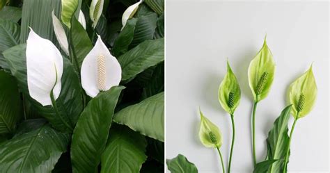 30 Stunning Peace Lily Varieties Tips For Growing Them