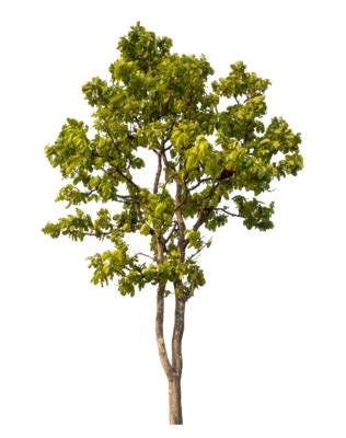 Tree Plan PNGs For Free Download Tree Plan PNGs For Free Download