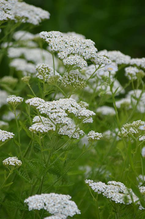 Achillea Millefolium Yarrow