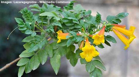 18 Yellow Flowering Vines With Pictures Identification Guide