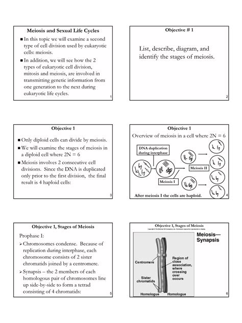 List Describe Diagram And Identify The Stages Of Meiosis Docslib