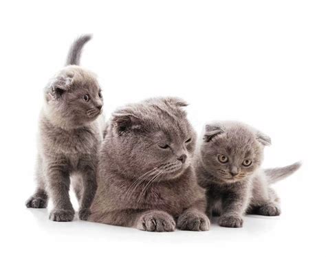 Gebu Gambar Kucing Comel Dan Manja Que Achmad Dot Com Gambar Kucing