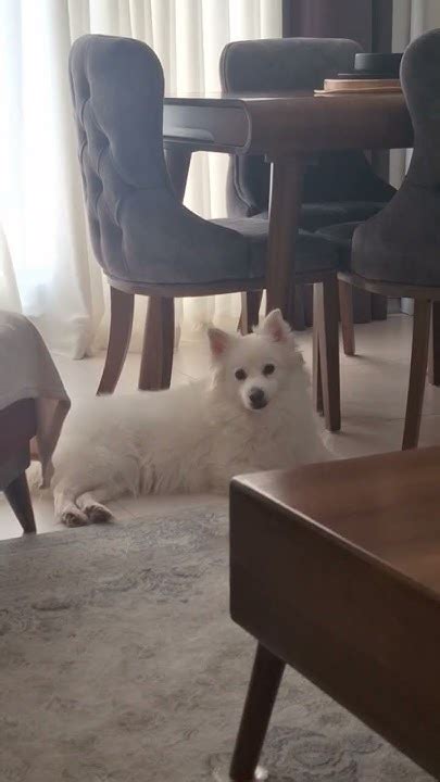 دختر عاشق بیرون رفتنه سگ عشق حیوانخانگی حیواناتبامزه معرفت Youtube