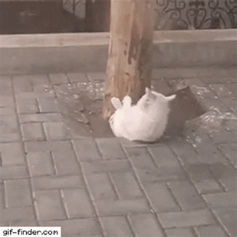 Gotta Train Hard  Cat  Vif
