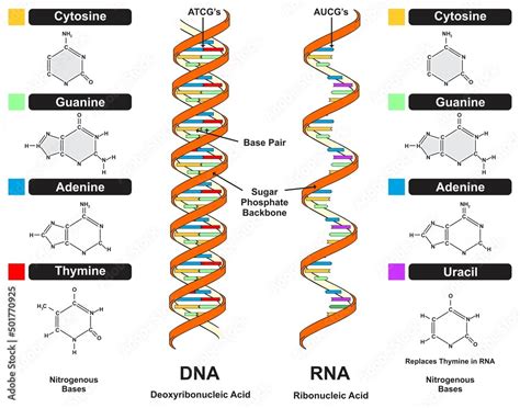 Poster Dna Vs Rna Strand Infographic Diagram With Compound Comparison
