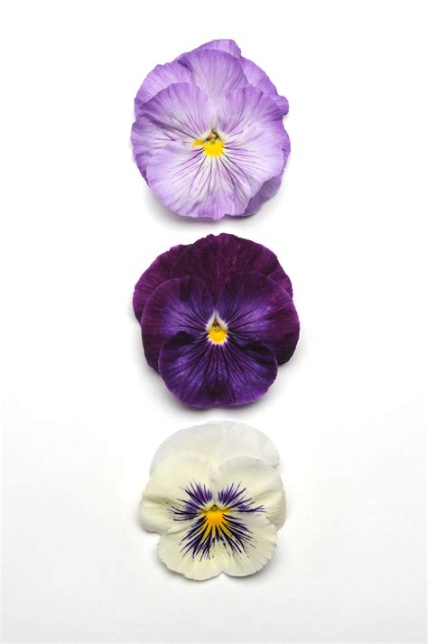 Pansy Matrix Lavender Shades Primed Vis Seed