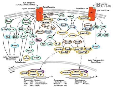 Tgf βsmad 信号通路的分子机制与生物学功能概述