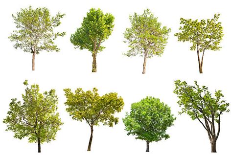 Peste 14900 Fotografii De Stoc Fotografii și Imagini Scutite De Redevențe Cu Paltin De Munte