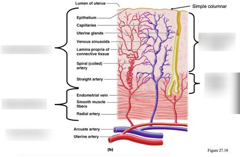 Uterine Wall Diagram Quizlet