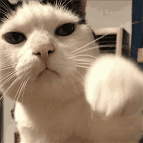 Cat Cute  Cat Cute Adorable Discover And Share S Cute Anime Cat
