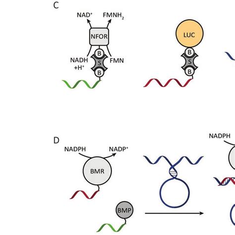Dna Directed Control Of Protein Assembly Via Semisynthetic Proteindna Download Scientific