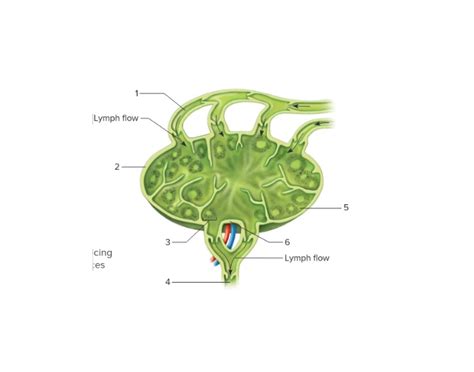 Diagram Of Lymph Node Quiz