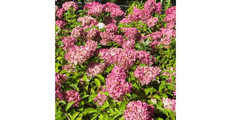 Pink Diamond Bugás Hortenzia Gardencentrumhu Webáruház