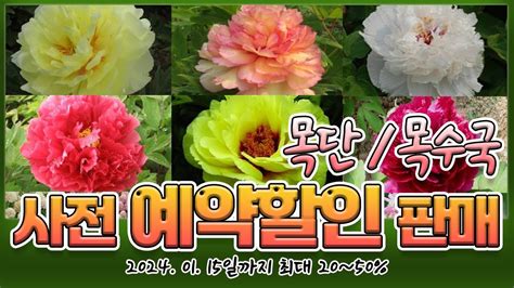 꽃중의 꽃 목단과 화려한 목수국 사전예약 할인판매 최대 50 할인 Youtube