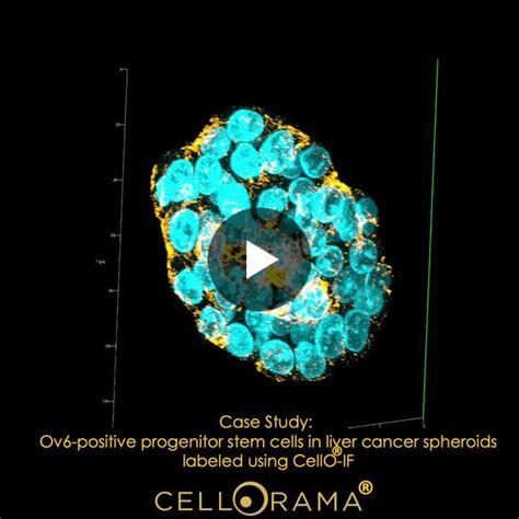 How Stem Cells Help The Liver Heal Ranan Aktas Md Posted On The Topic Linkedin