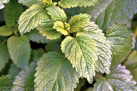 무료 이미지 차 잎 서리 녹색 목초 생기게 하다 정원 시트 관목 달래는 여자 이름 치료 꽃 피는 식물 우르 티카 육상 식물 들깨