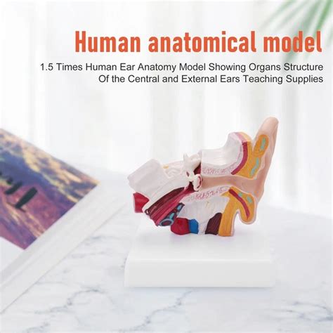 Original Times Human Ear Anatomy Model Showing Organs Structure Of My Xxx Hot Girl