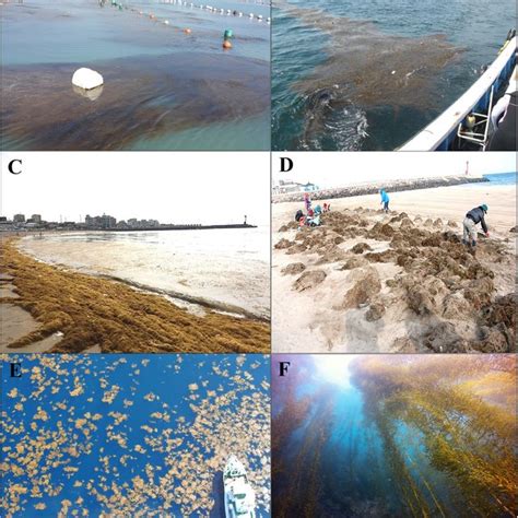 Map Of Sampling Sites For Floating And Benthic Populations Of Sargassum Download Scientific