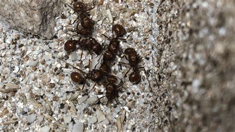 Kbs 7 Queen Polygynous Pogonomyrmex Subnitidus Journal Ant Keeping