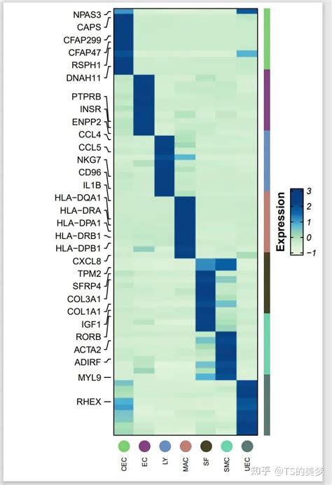 Marker基因注释热图可视化函数（视频教程 通用函数） 知乎