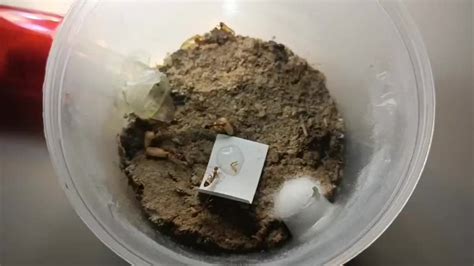 Camponotus Albosparsus Update Album On Imgur