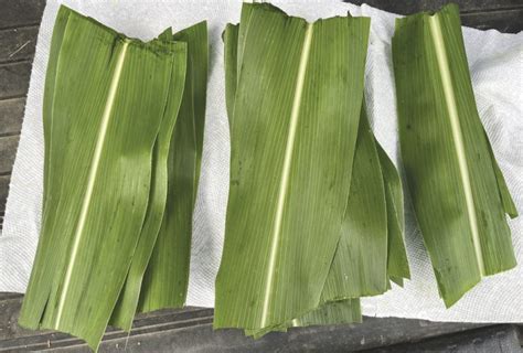 Sampling Plant Tissue For A Mid Season Boost Country Guide