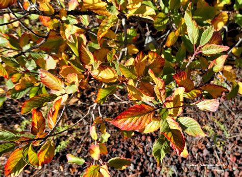 Autumn Cascara Leaves Up Close Macro Monday Bend Branches