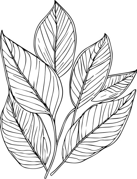 Botanical Isolated Hand Drawn Plane Leaf Element Vector Illustration
