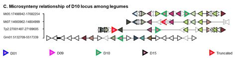 Microsynteny Relationship Of Putative Ortholog Loci Pol D01 D09 Download Scientific Diagram