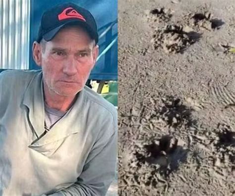 Notícias Onça Que Devorou Caseiro E Foi Capturada No Pantanal Veja