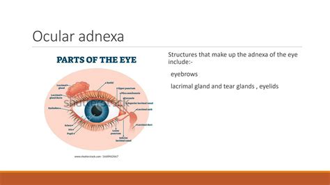 Solution Basic Ocular Anatomy And Physiology Kemu Introductory Lecture