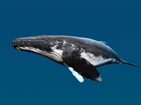 Северный кит 67 фото красивые фото и картинки Pofotoclub