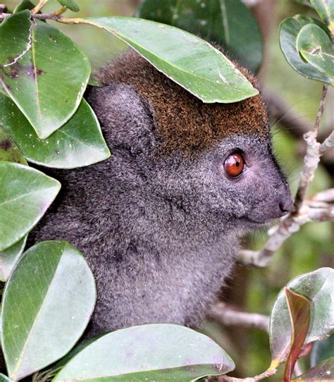 Hapalemur Griseus Eastern Lesser Bamboo Lemur — Coke Smith Wildlife