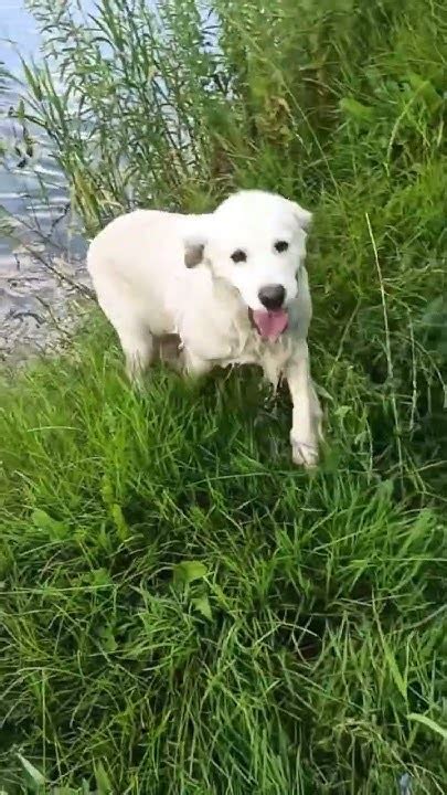 Приветы из семей Шэлли Санкт Петербург золотистыйретривер голденретривер Youtube