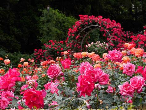 33 Dreamy Rose Garden Ideas To Ignite Your Imagination Stunning Photos