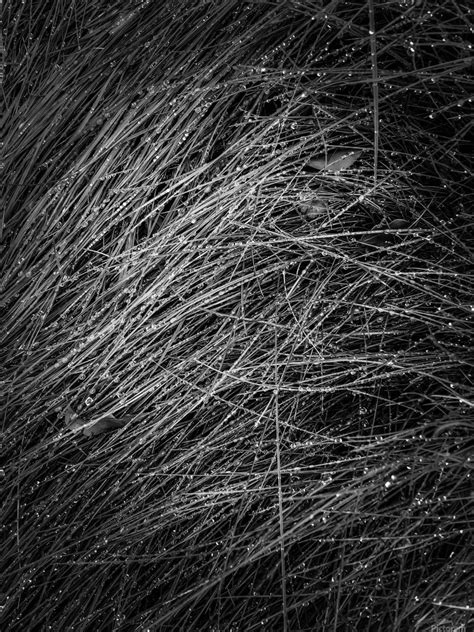 Grass Texture In Black And White By Timmyla Wall Art
