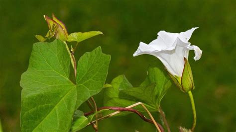 Controlling Bindweed What Is It And Best Control Methods