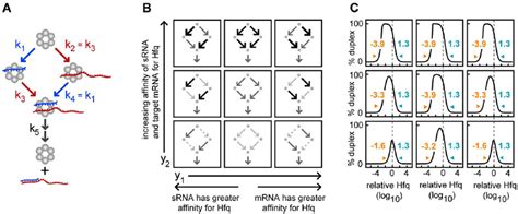Independent Binding Of Srnas And Target Mrnas To Hfq A Reaction Download Scientific Diagram