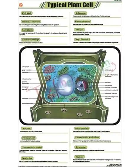 Typical Plant Cell Chart Laminated With Rollers Teachingnest